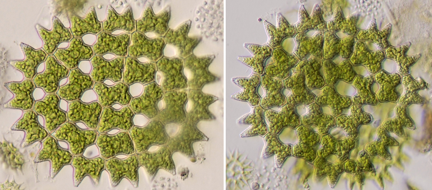 Getting the best out of a basic microscope | Microscopy of Nature