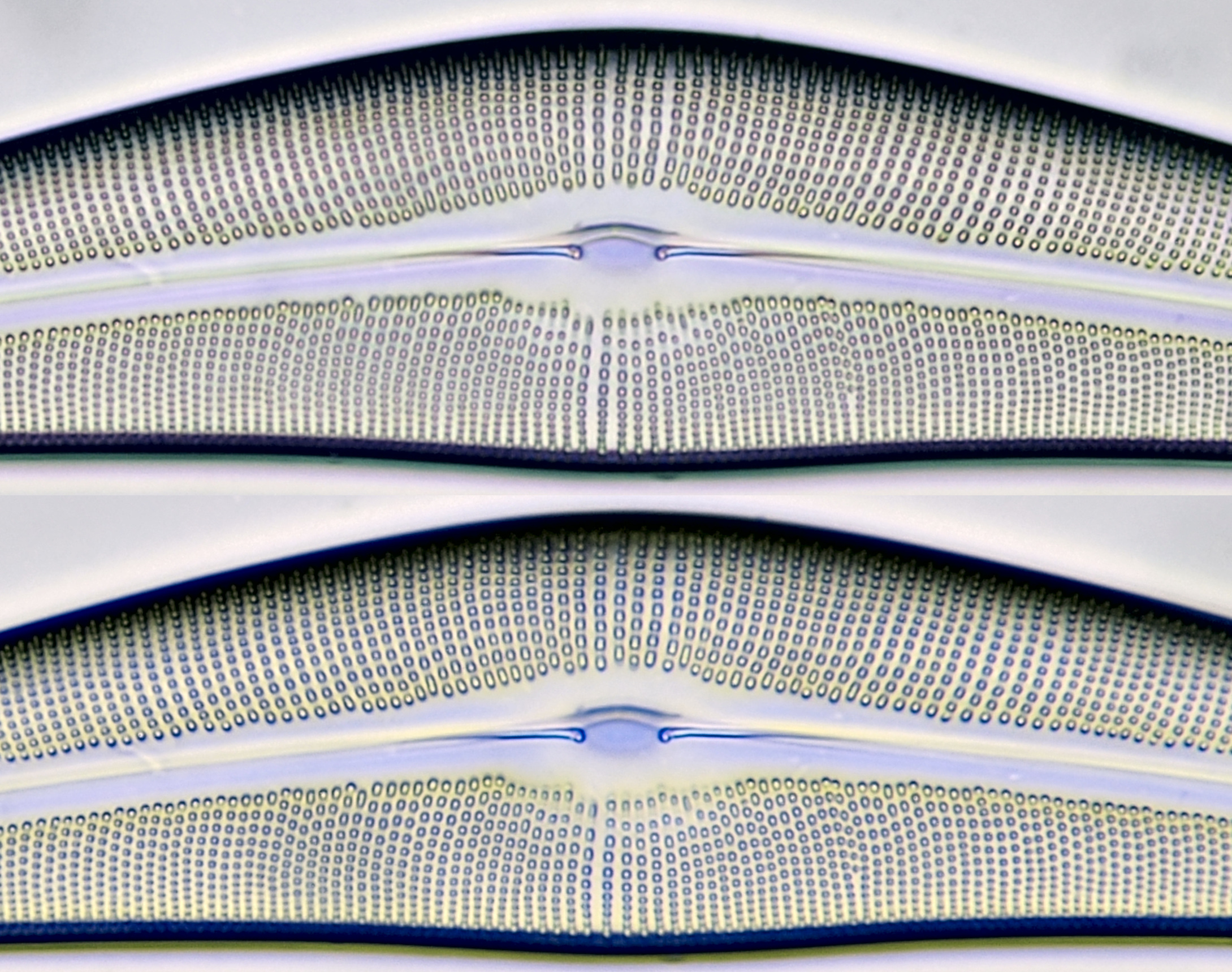 The achromatic objectives from Zeiss and Zeiss-Winkel | Microscopy of ...