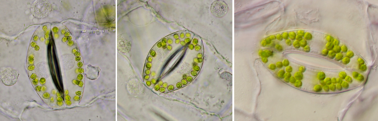 Stomata | Microscopy of Nature