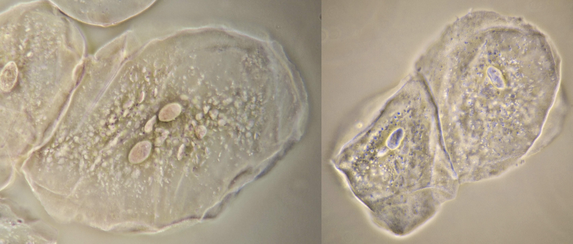 Journey through the oral cavity | Microscopy of Nature